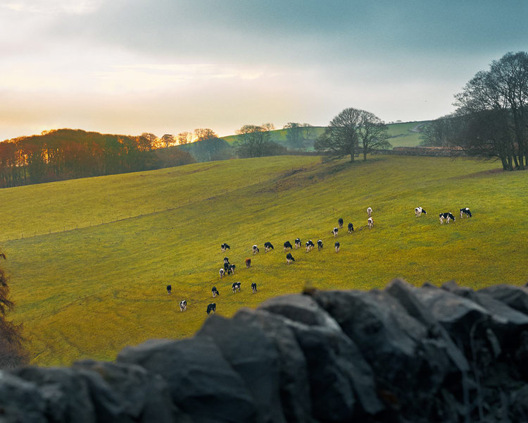 Visit an Arla farm | Arla