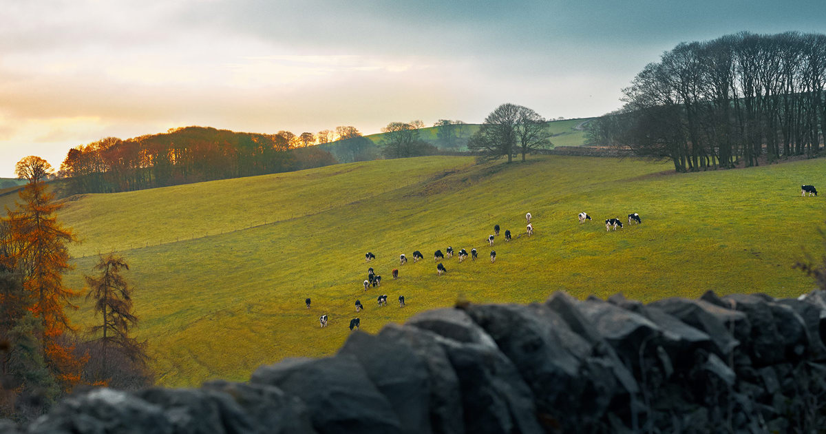 Visit an Arla farm | Arla