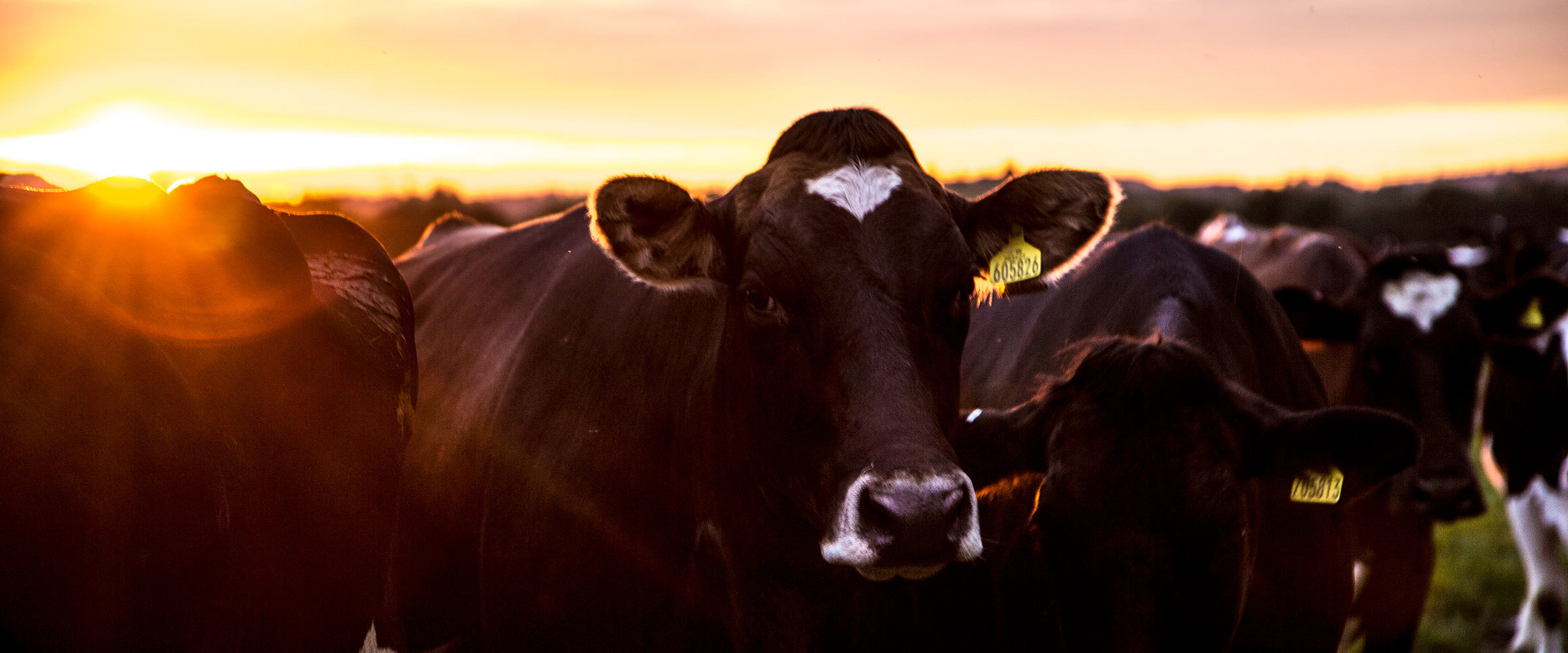 Arla - your global dairy company - Let in the goodness | Arla