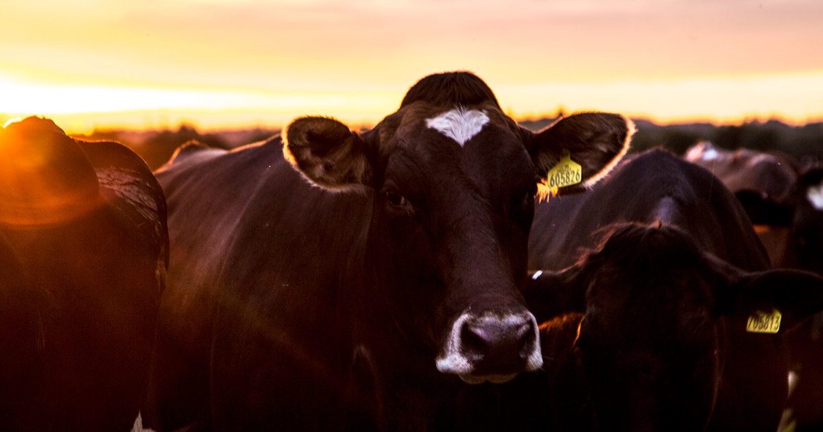 Arla - your global dairy company - Let in the goodness | Arla