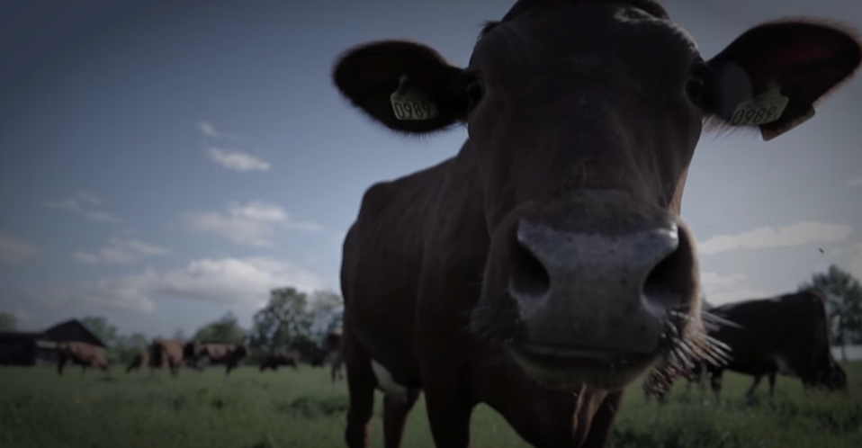 Happy cows are healthy cows | Arla