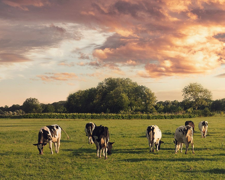 Arla - your global dairy company | Arla