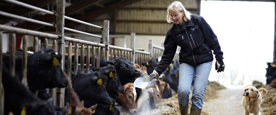 The Cows - Where delicious dairy begins | Arla