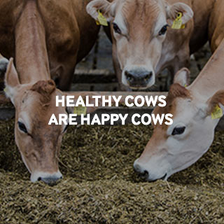 Happy cows are healthy cows - Arla